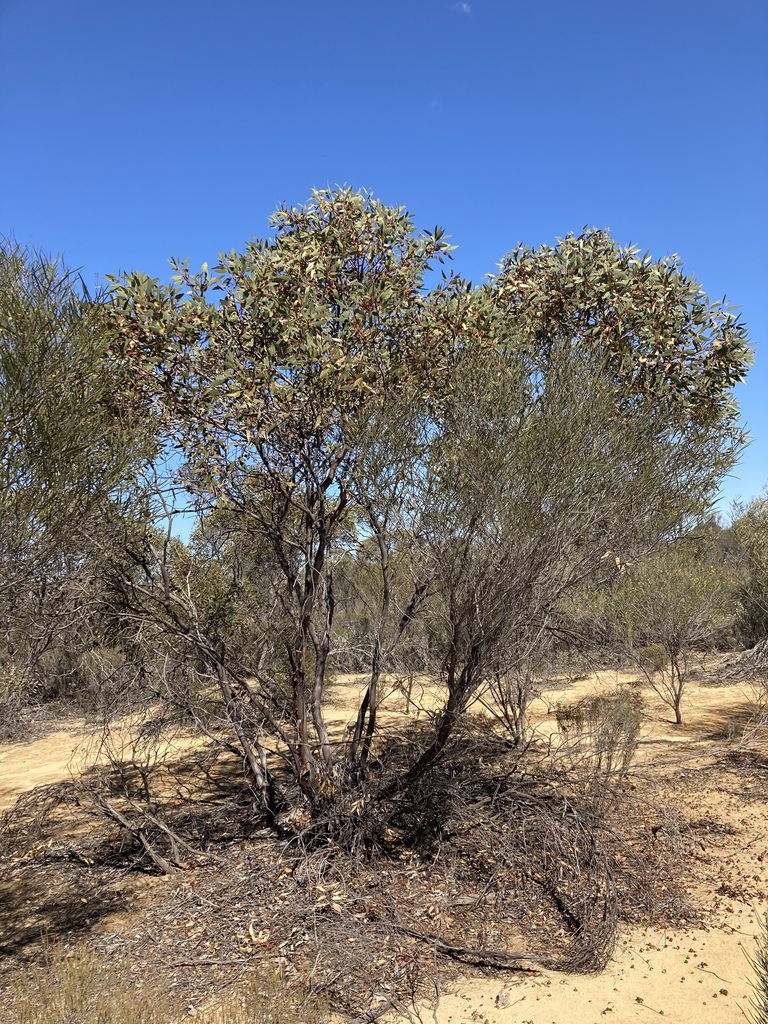Eucalyptus burracoppinensis from Moorine Rock WA 6425, Australia on ...