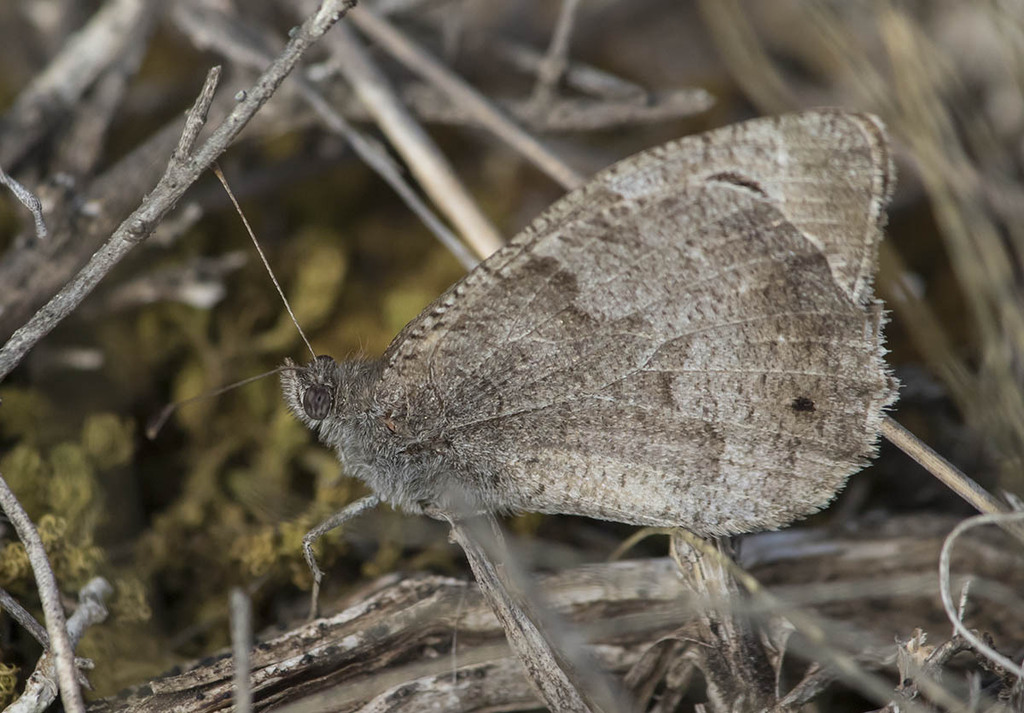 Tree Grayling from 09292 Quintanavides, Burgos, Spain on August 27 ...