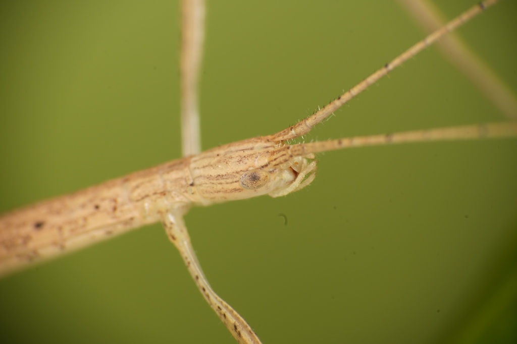 Pink-winged Stick Insect from Mont-Vert les Hauts, Saint-Pierre, La ...