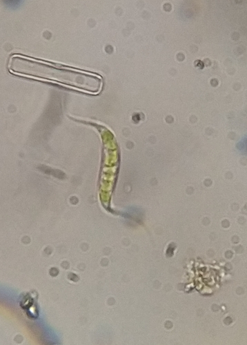 Family Schroederiaceae · iNaturalist