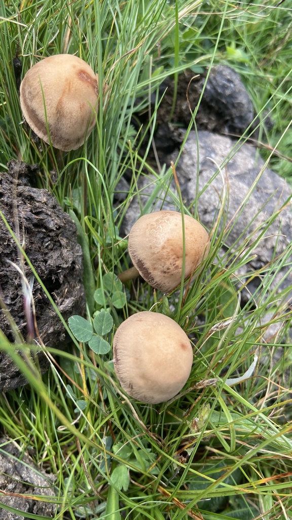 Banded Mottlegill from 门源回族自治县, 海北藏族自治州, 青海省, CN on August 25, 2022 at ...