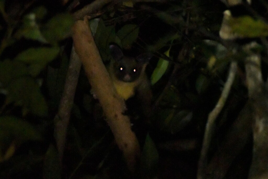Southeastern Yellow-bellied Glider in August 2022 by scorpio83 ...