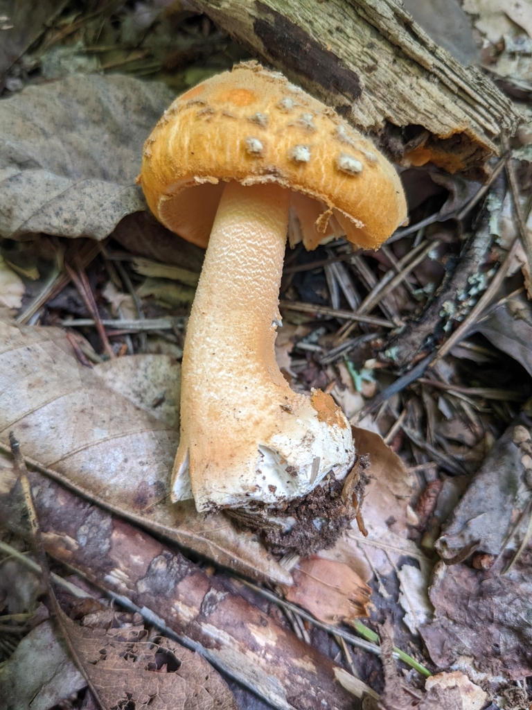 Rose-Tinted Amanita from Whitsett on August 20, 2022 at 12:41 PM by ...