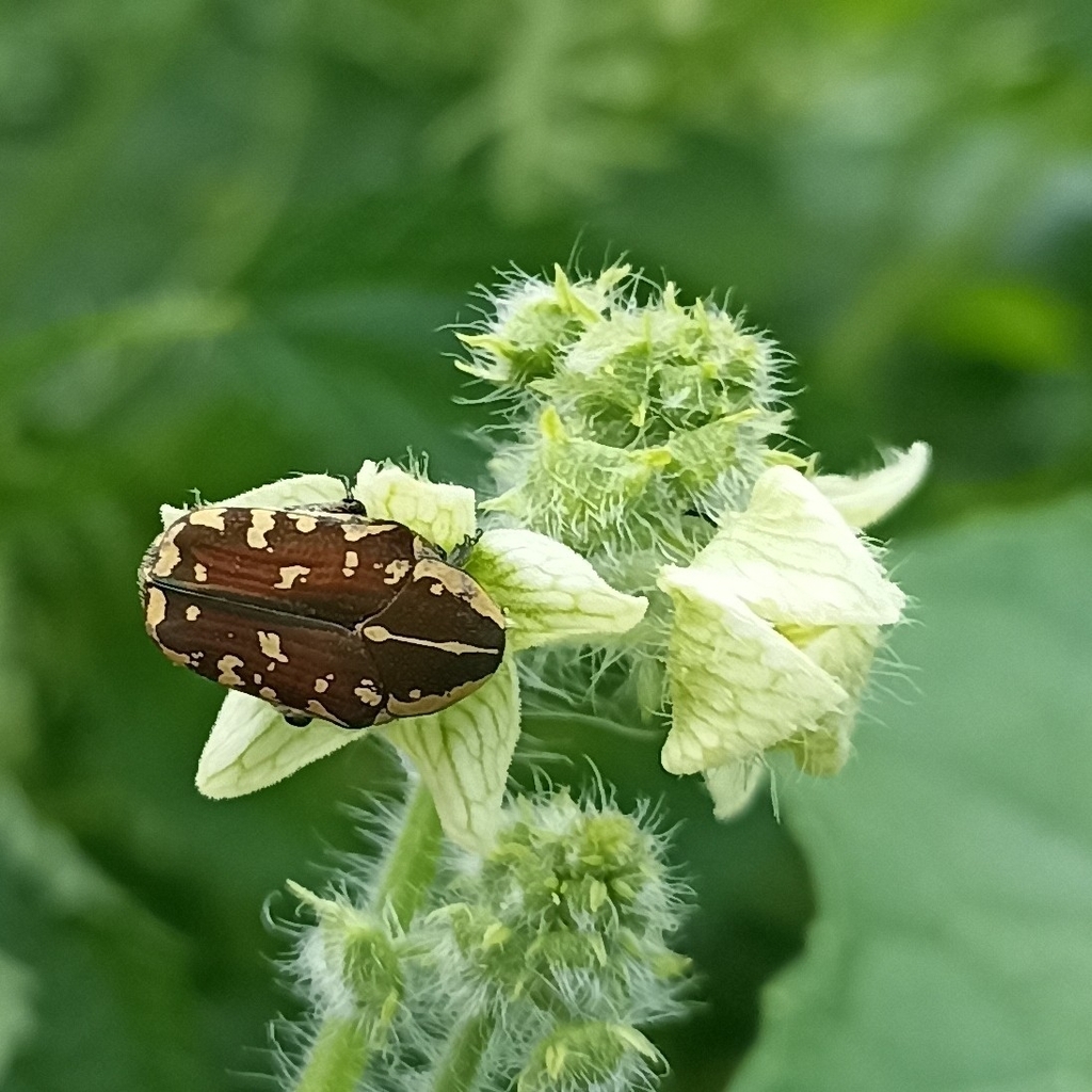 Clinteria from Uttarakhand 262554, India on August 30, 2022 at 12:16 PM ...