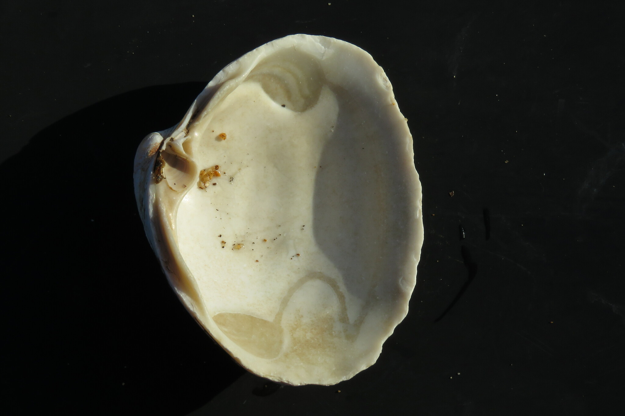 Spisula sachalinensis (Schrenck, 1862)