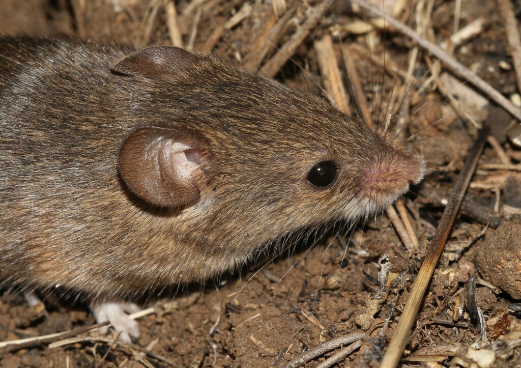 Tiny Pygmy Mouse from Eastvaal District Council, South Africa on August ...