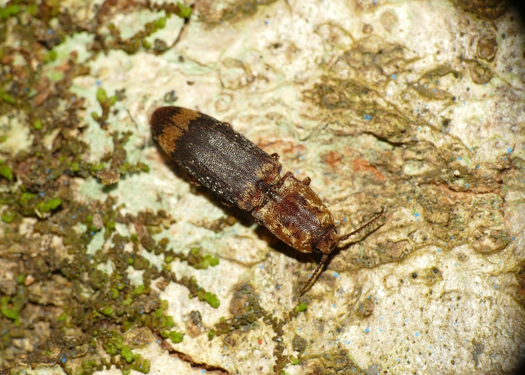 Lacon querceus from 77370 Fontenailles, France on August 23, 2022 at 10 ...