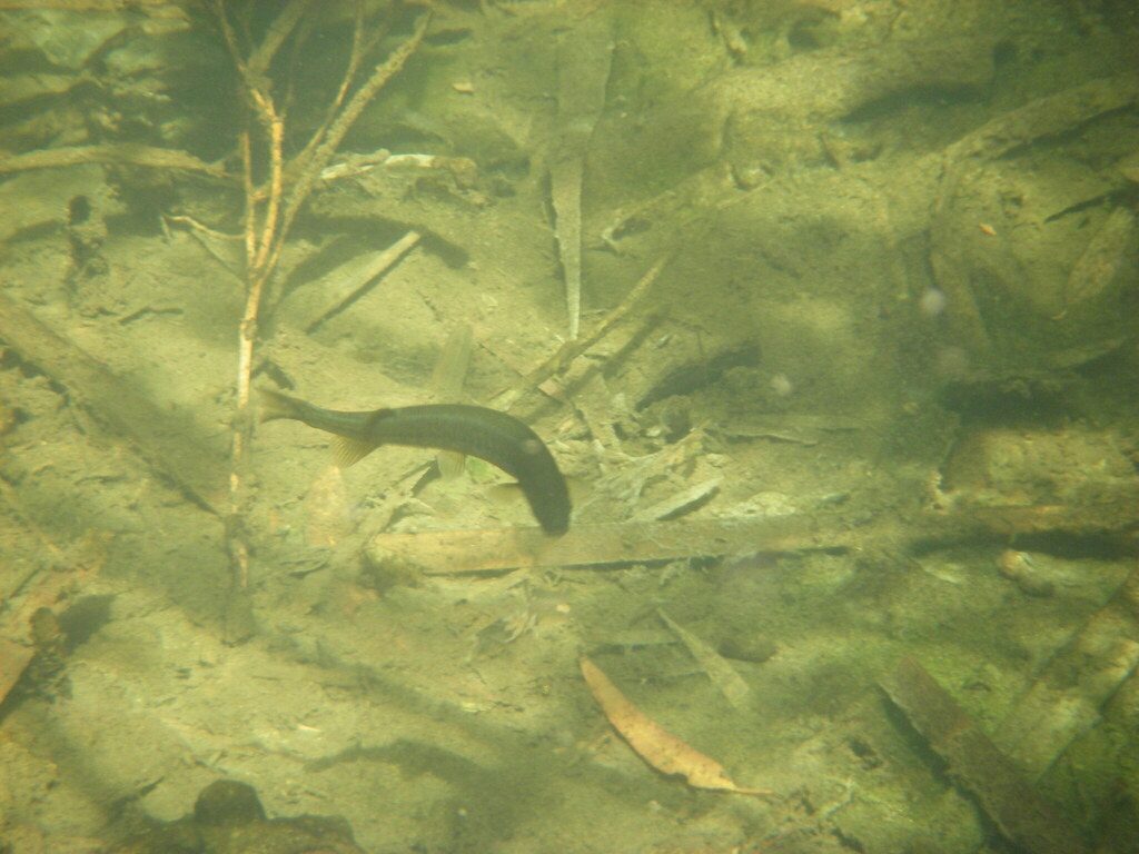Obscure Galaxias from Black Hill Springs on November 17, 2007 at 12:49 ...