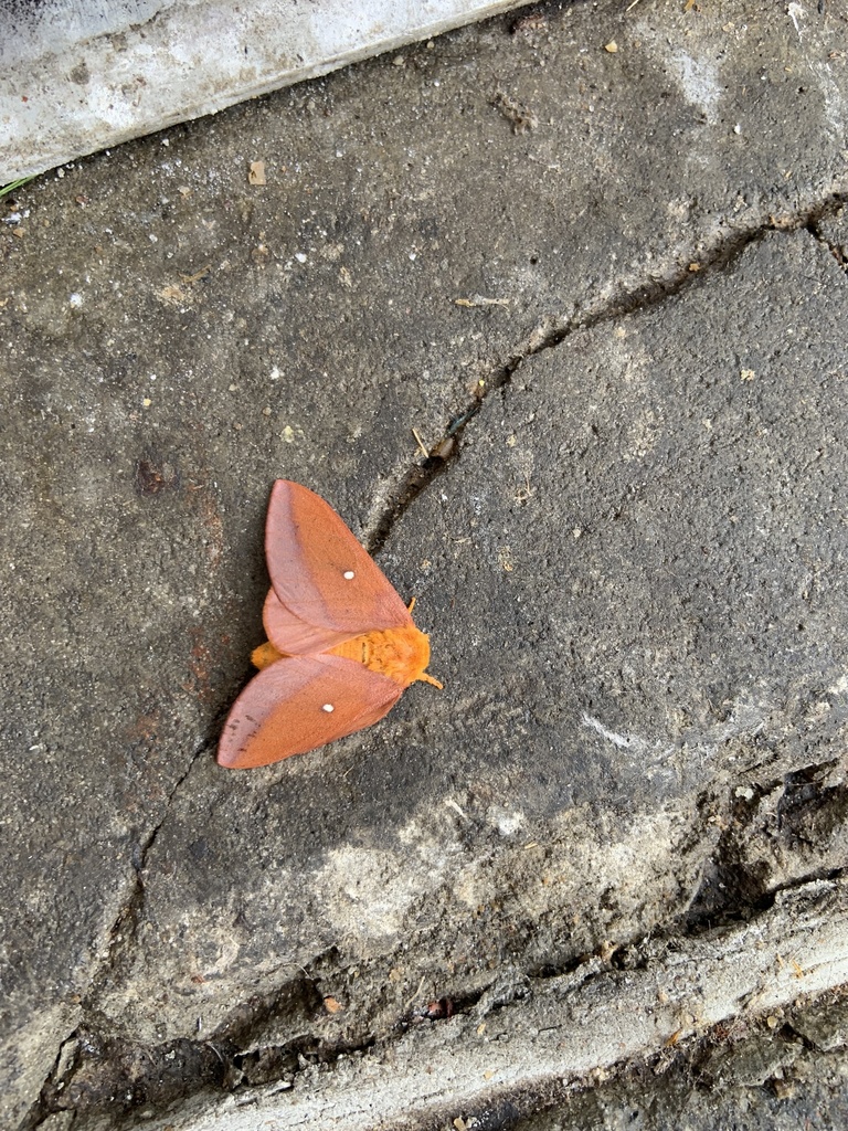 Pink-striped Oakworm Moth from Georgia Institute of Technology, Atlanta ...