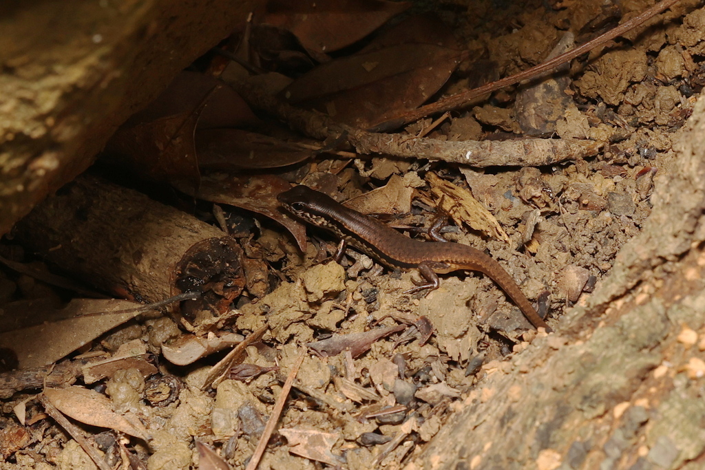 Indian Forest Skink from Tai Po, Hong Kong on August 21, 2022 at 11:40 ...