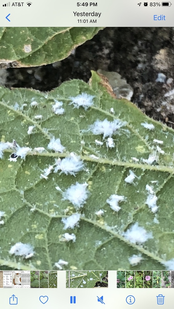 Asian Woolly Hackberry Aphid from Lee Ct, Richmond, KY, US on August 28 ...