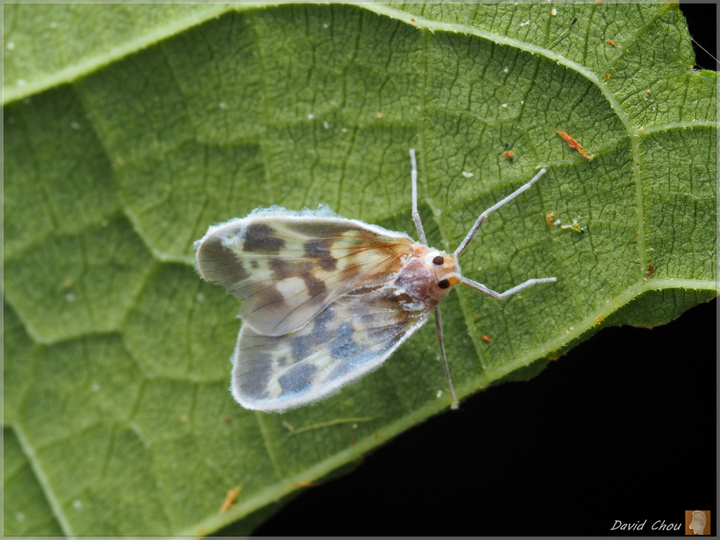 Borysthenes from 台灣新竹縣 on August 9, 2022 at 06:30 PM by 周業偉 · iNaturalist