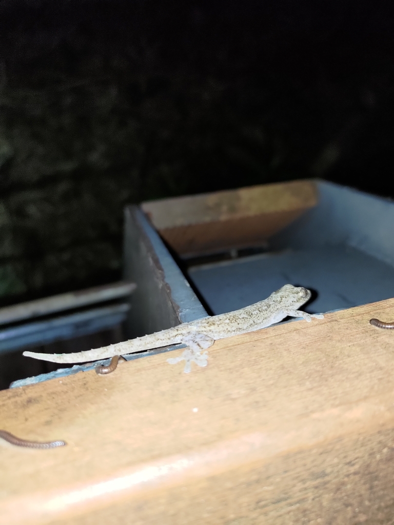 Asian House Gecko from Kaohsiung, TW-KH, TW on August 30, 2022 at 07:27 ...