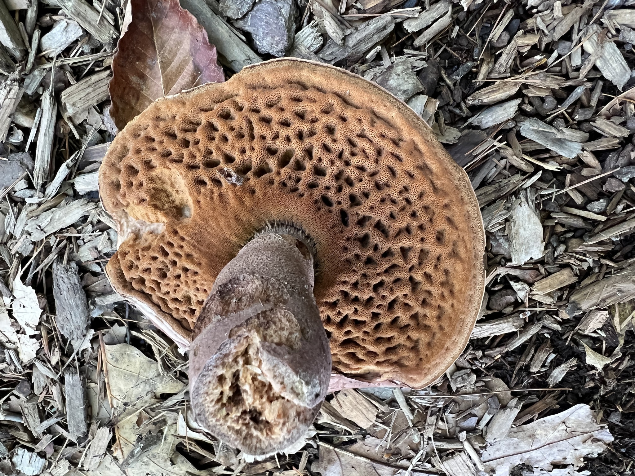 Sutorius eximius (Peck) Halling, Nuhn & Osmundson
