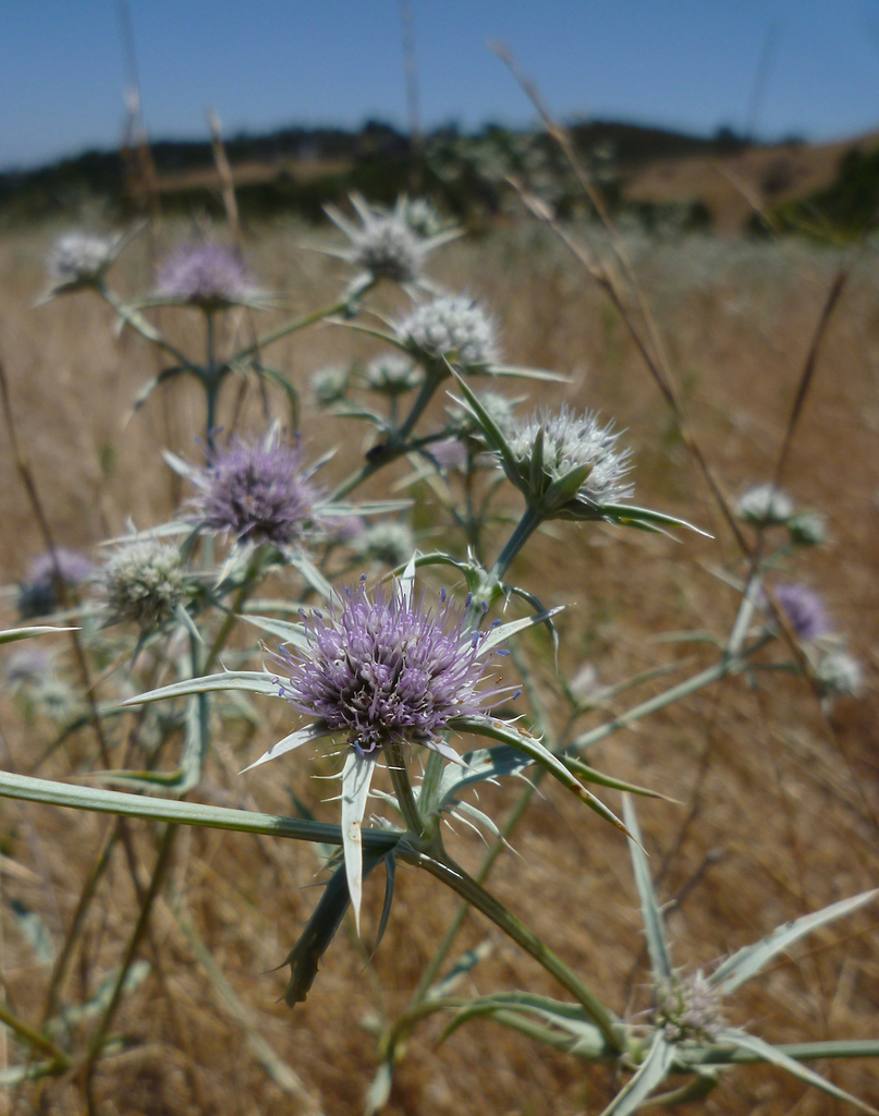 Delta Coyote-thistle (Eryngium jepsonii) - Botanical Realm