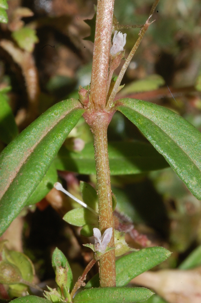 Corymbose Hedyotis (Plants of Analamazaotra-Périnet Reserve, Madagascar ...