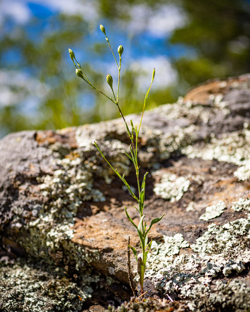 sleepy catchfly from Warren, New York, United States on June 19, 2022 ...