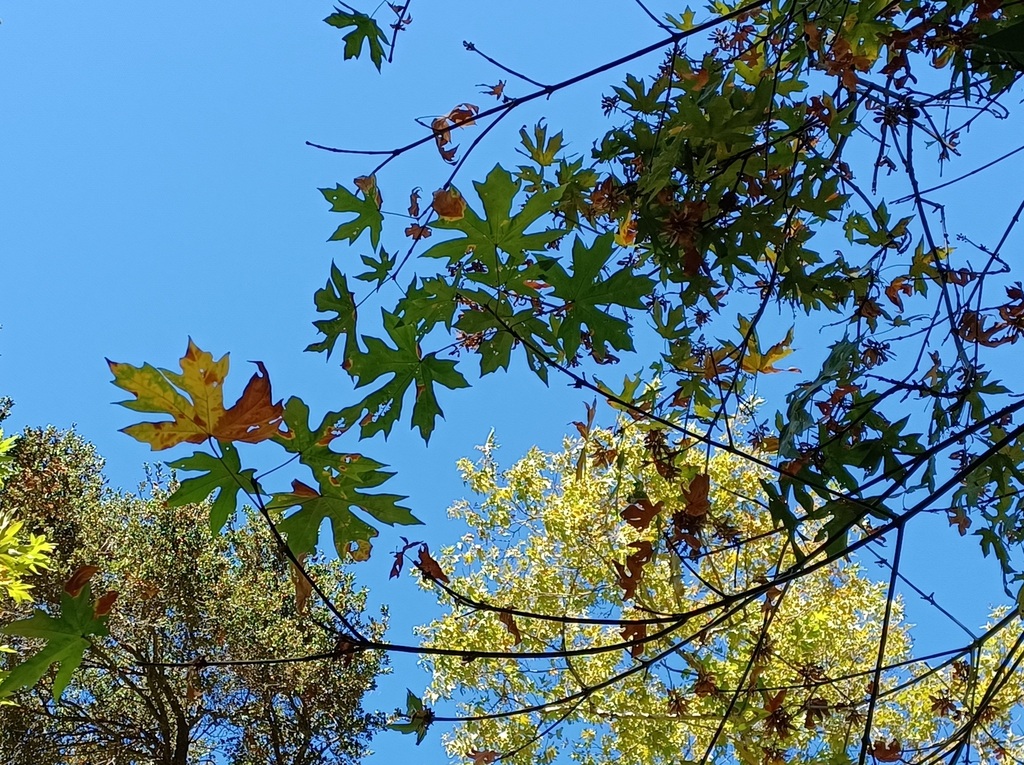 bigleaf maple from Rattlesnake Canyon Trail, Santa Barbara, CA 93105 ...