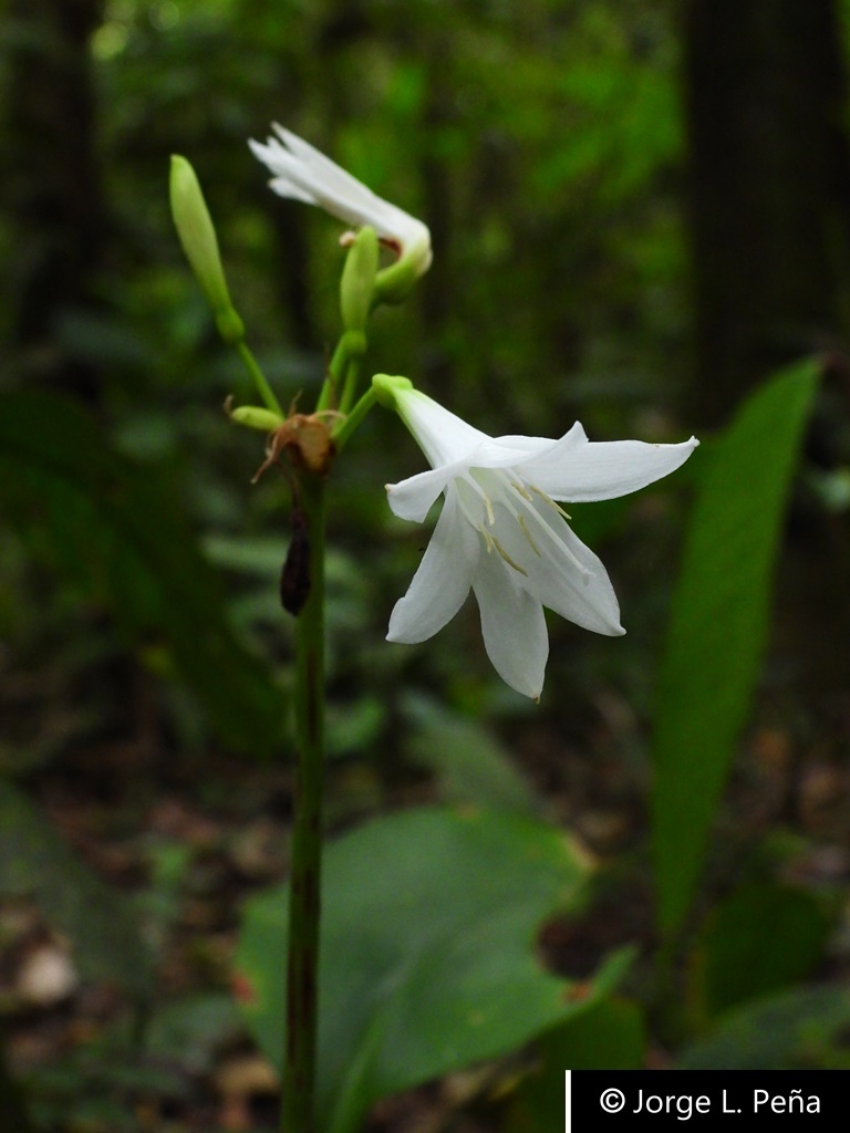 Caliphruria Herb.
