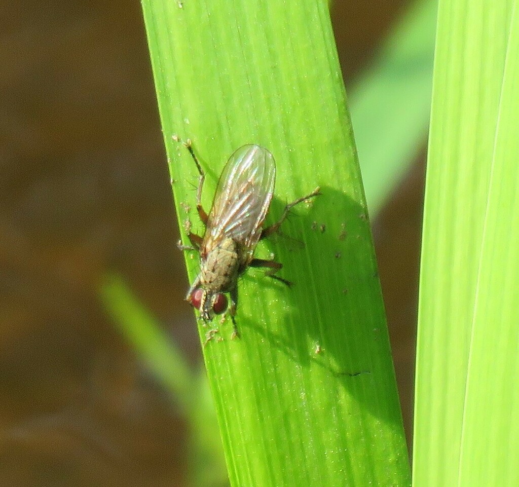 Calyptrate Flies from 431 E Rd, Milton, VT 05468, USA on August 29 ...