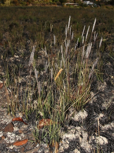 Axonopus brasiliensis · iNaturalist