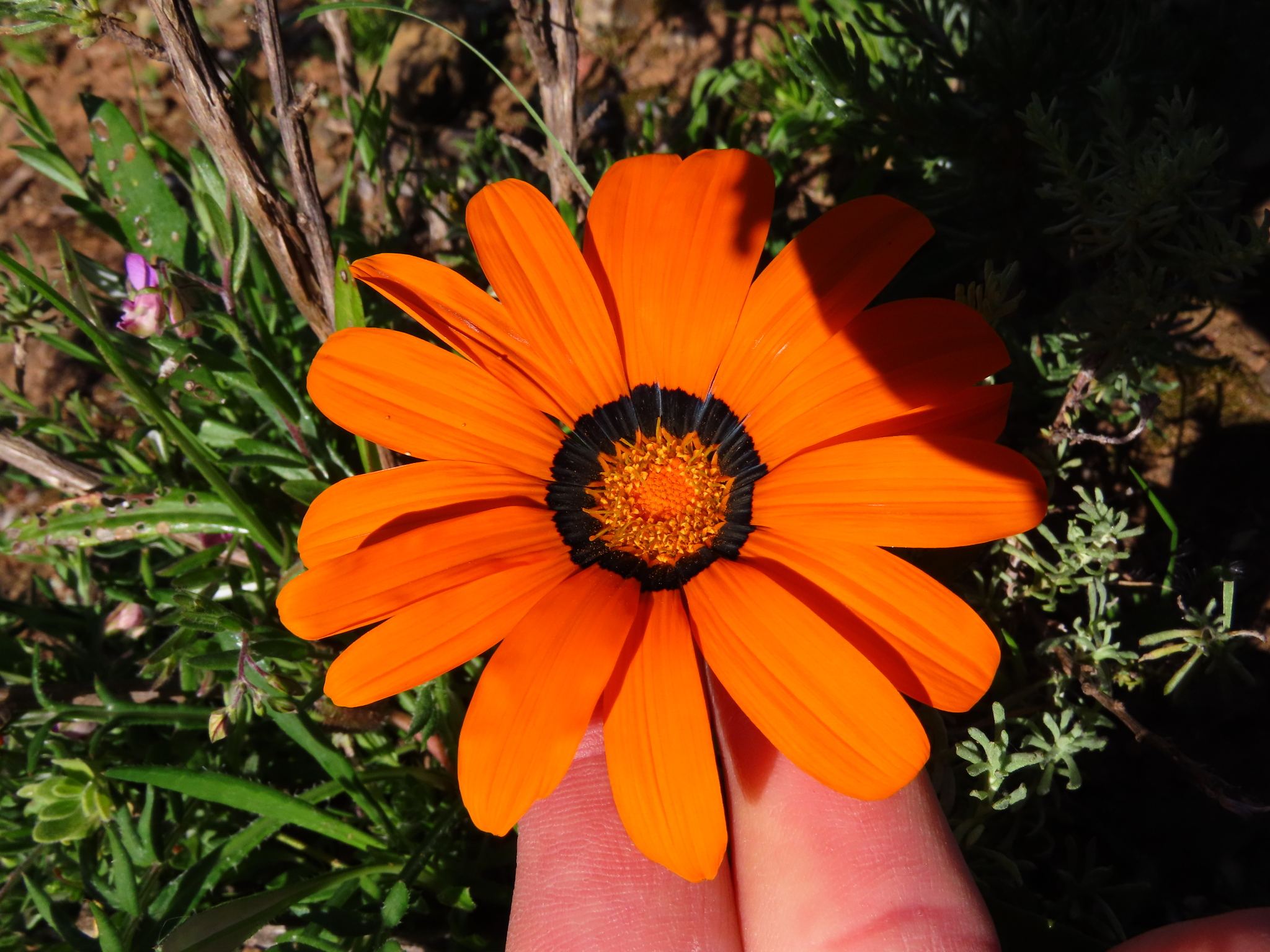 Gazania pectinata (Thunb.) Hartw.
