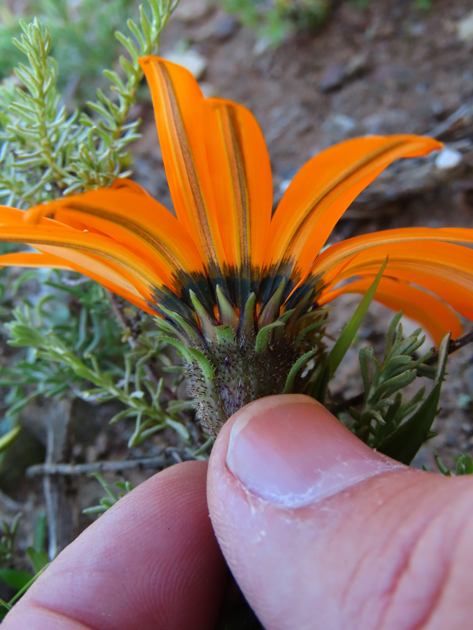 Gazania pectinata (Thunb.) Hartw.