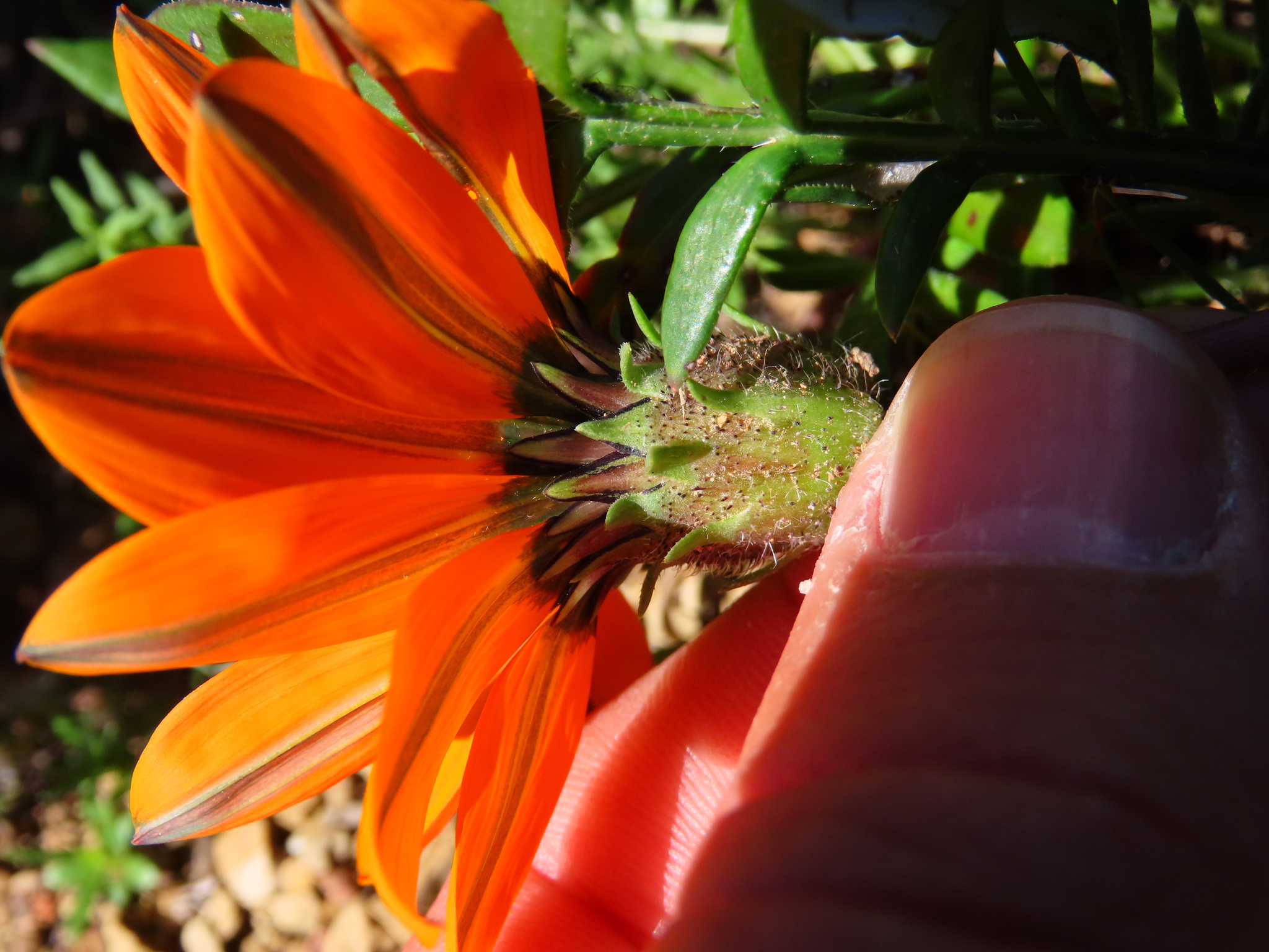 Gazania pectinata (Thunb.) Hartw.