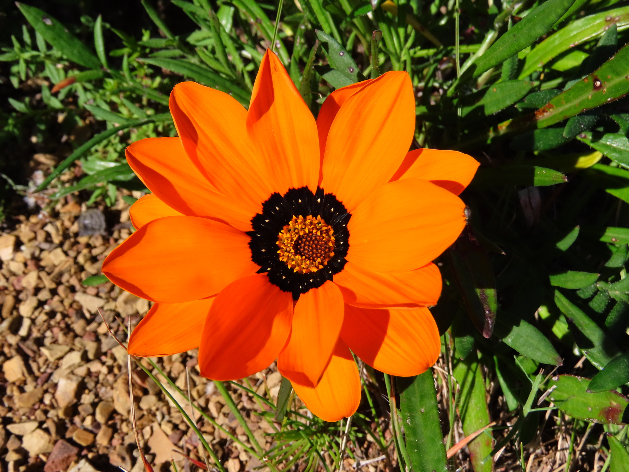 Gazania pectinata (Thunb.) Hartw.