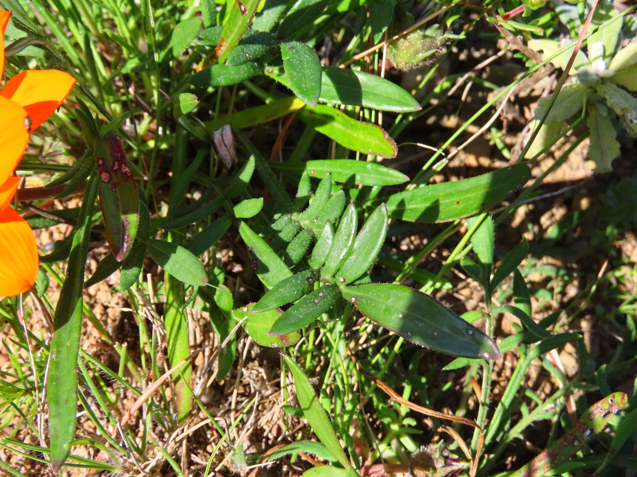 Gazania pectinata (Thunb.) Hartw.