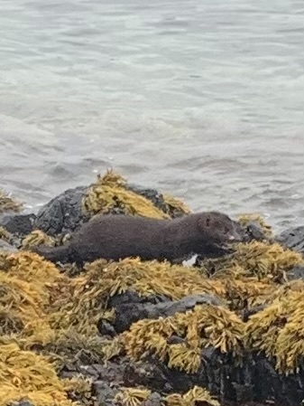 Mustelids in August 2022 by rewildgardendesign · iNaturalist