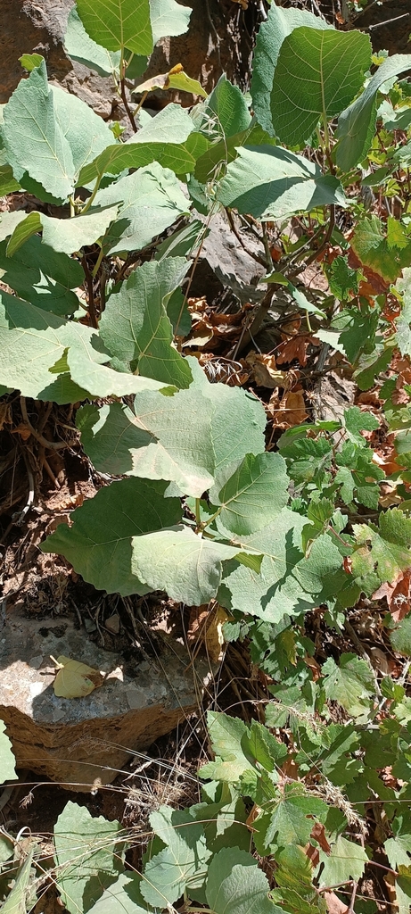 Ficus carica rupestris from Orumiyeh, IR-WA, IR on August 30, 2022 at ...