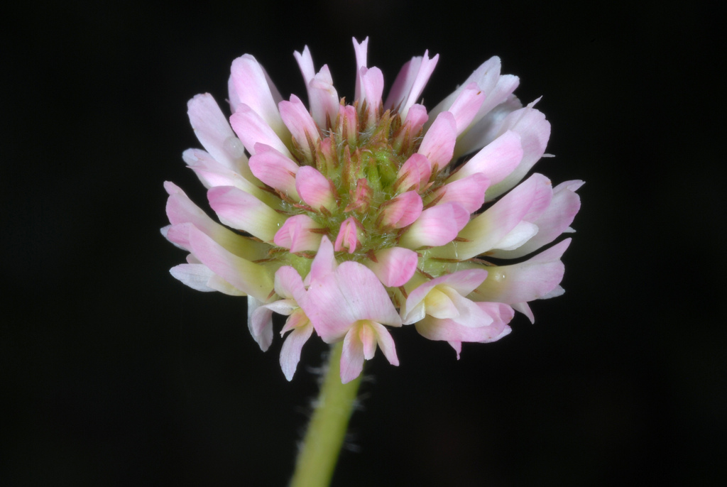 clovers (TZ sampling guide) · iNaturalist
