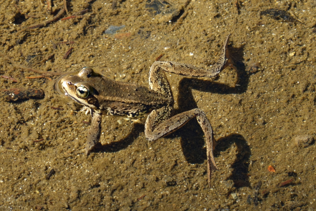Cascades Frog in August 2022 by Tuoichen. Seen in an alpine tarn that ...