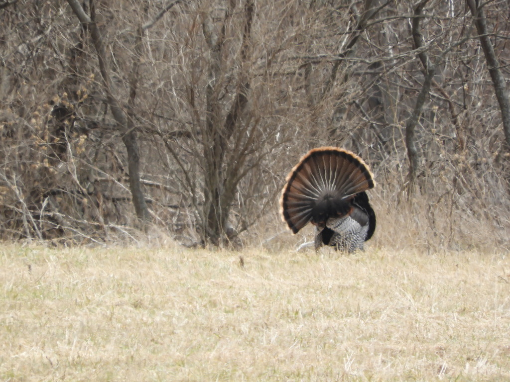 Wild Turkey from Menasha, WI, USA on April 17, 2022 at 12:50 PM by ...
