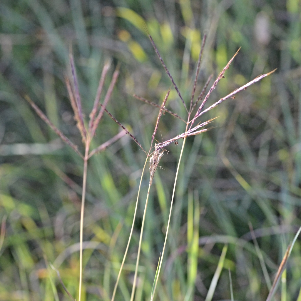 King Ranch bluestem from 293 01 Mladá Boleslav, Česko on August 30 ...