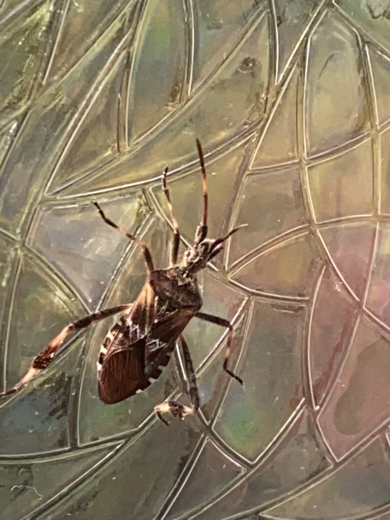 Western Conifer Seed Bug from E9, Hamburg, DE on August 30, 2022 at 06: ...