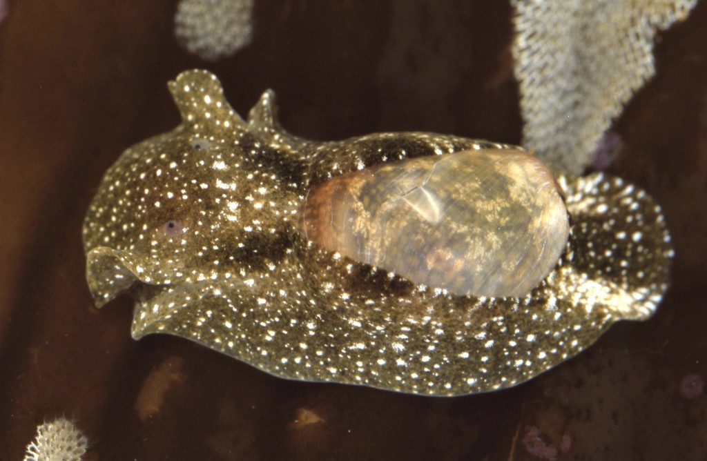 Green Bubble Snail (Nudibranchs and Other Sea Slugs of California ...