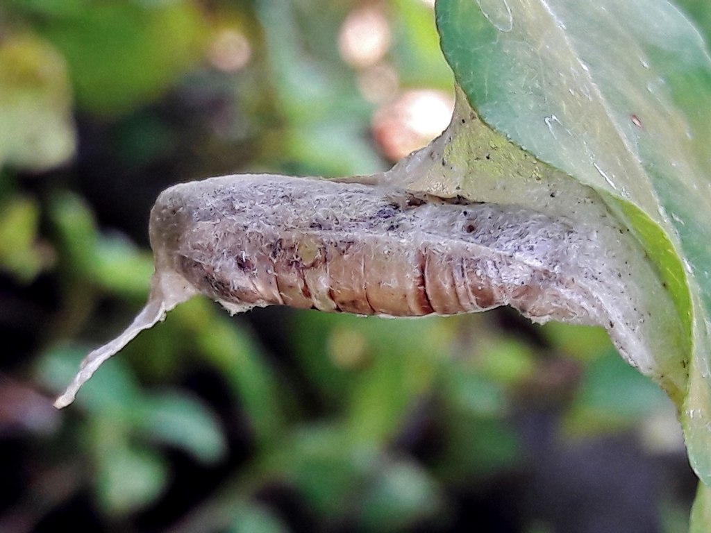 Insects from Distrito Federal, Brasília, Brazil on August 26, 2022 at ...