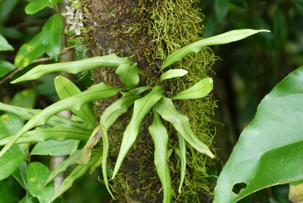 Needle Fern (Lepisorus mucronatus) - Botanical Realm