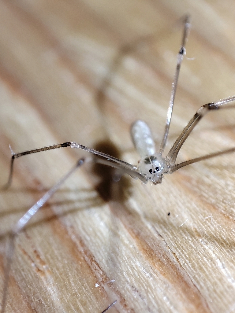 Long-bodied Cellar Spider from 46625 Cofrentes, Valencia, España on ...