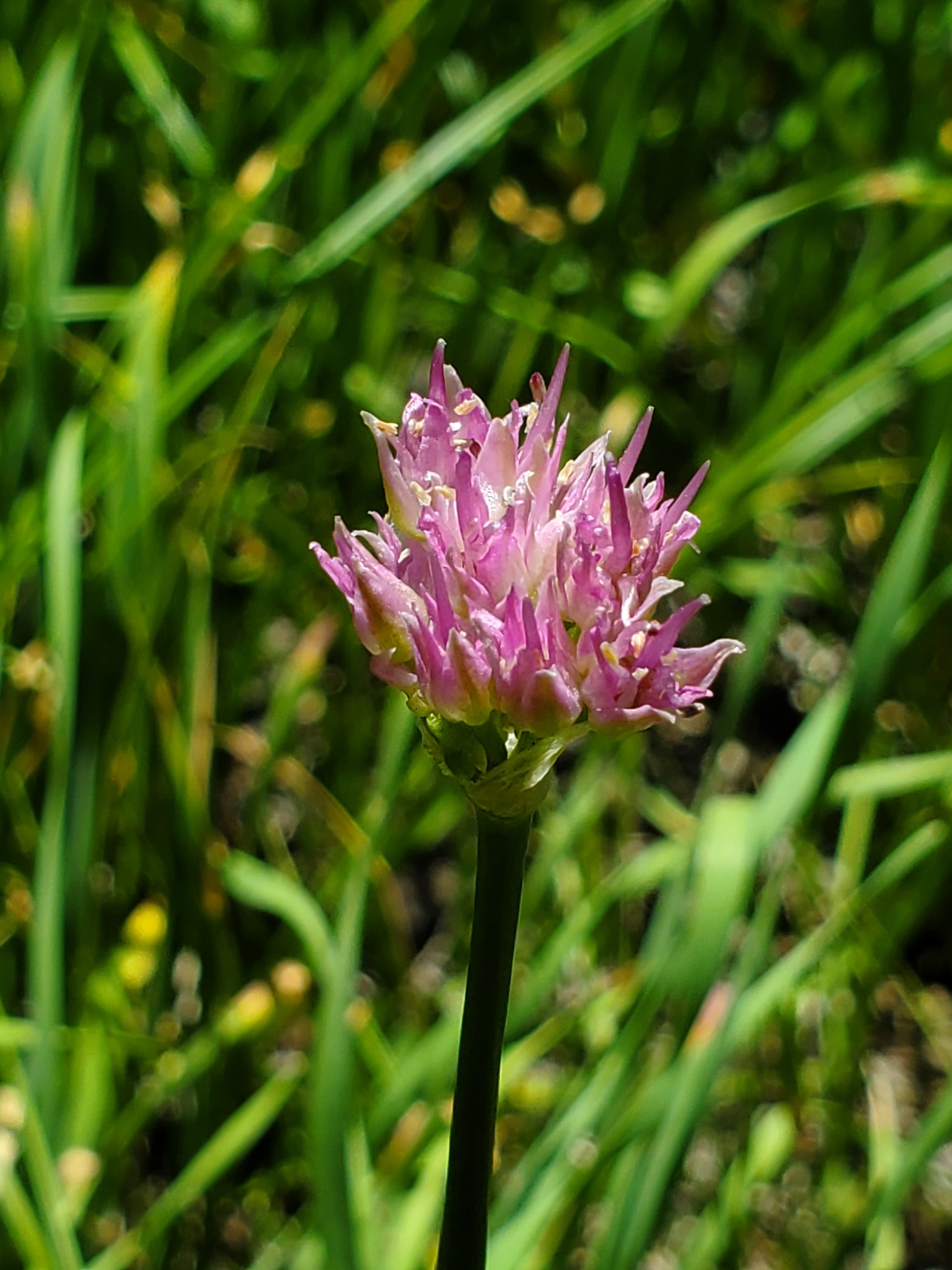 Allium validum S.Watson