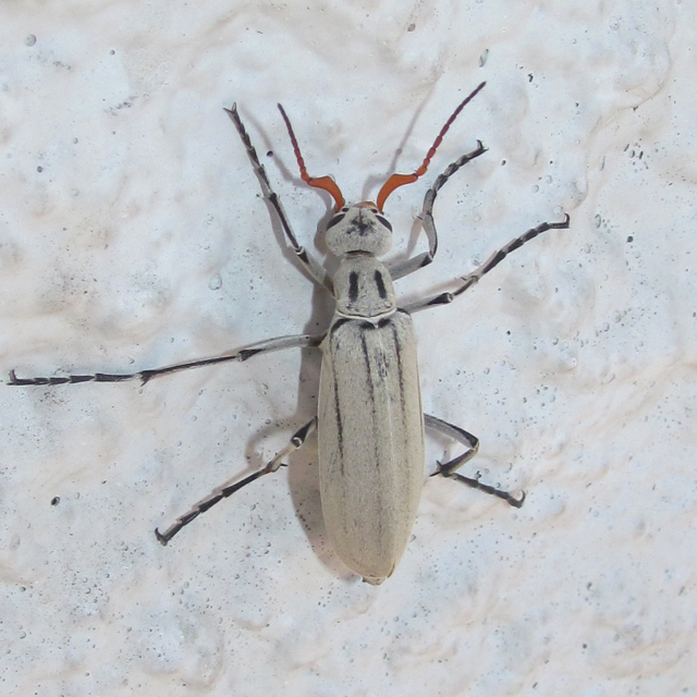 Epicauta albida (Meloid Beetles of the United States) · iNaturalist