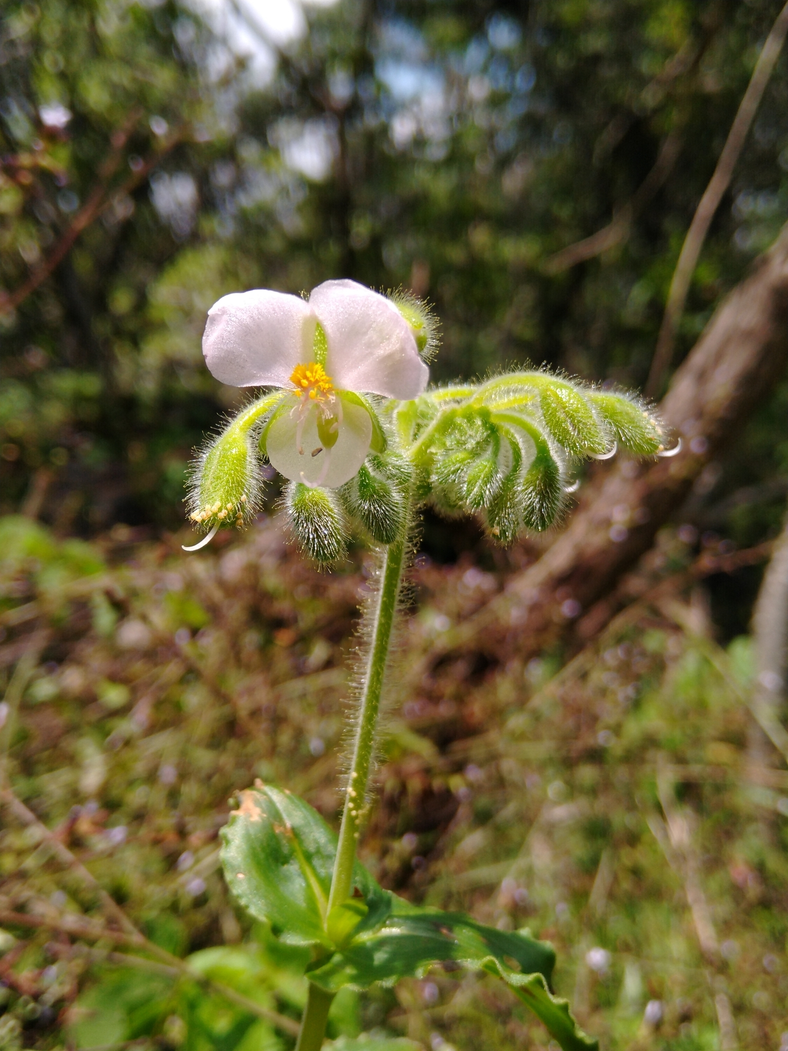 Tinantia erecta (Jacq.) Fenzl