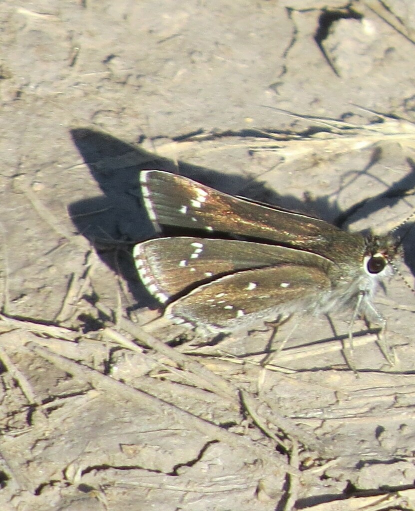 Arizona Roadside-Skipper from Sierra Vista Southeast, AZ, USA on August ...