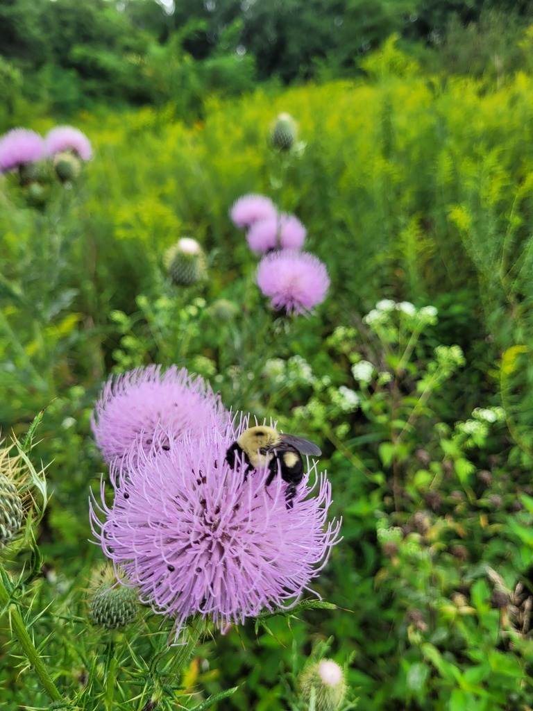Brown-belted Bumble Bee from Indian Creek Nature Center on August 29 ...