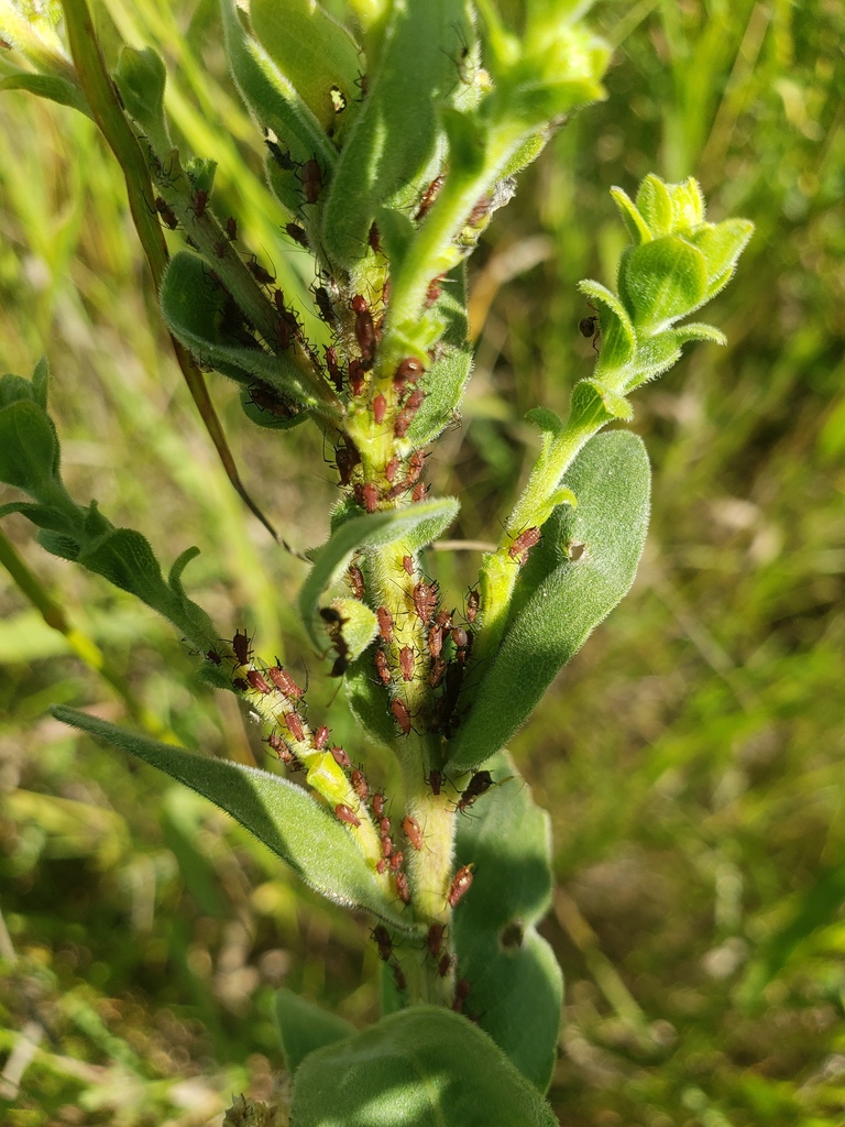 Macrosiphini from Emerson – Franklin, MB, Canada on August 11, 2022 at ...