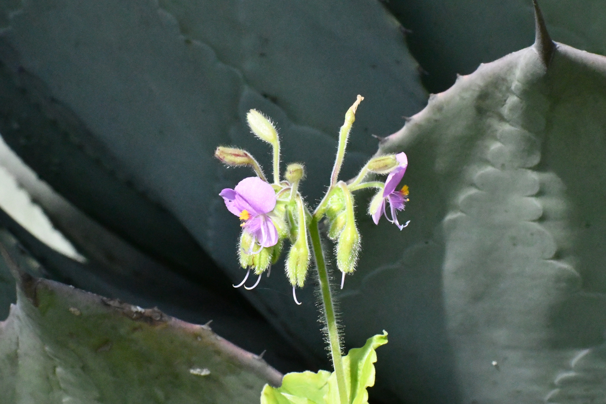 Tinantia erecta (Jacq.) Fenzl