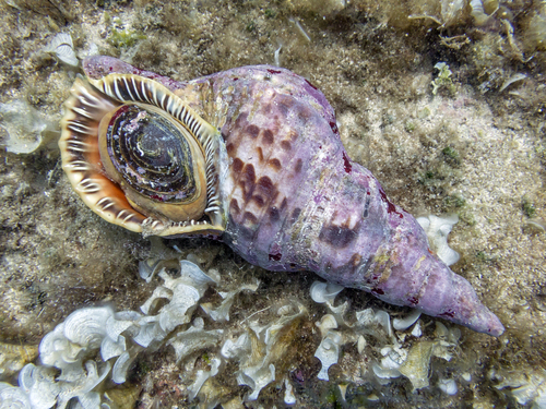 Charonia seguenzae · iNaturalist
