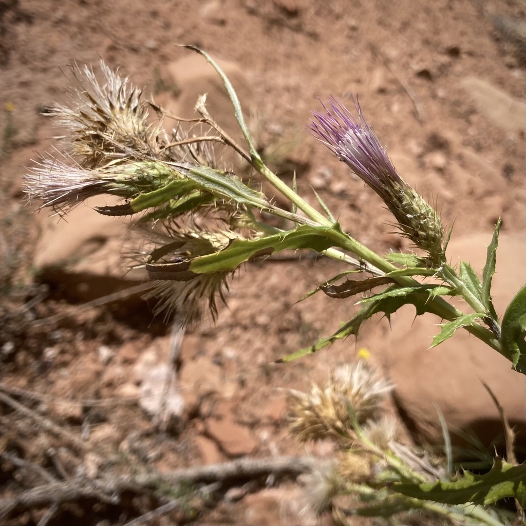 Cainville Thistle from Arches National Park, Moab, UT, US on August 30 ...